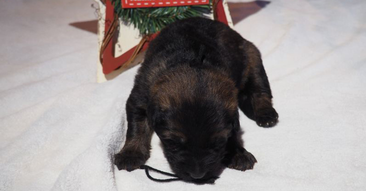 Fraserglen Kennels German Shepherd Puppies, Females, Studs